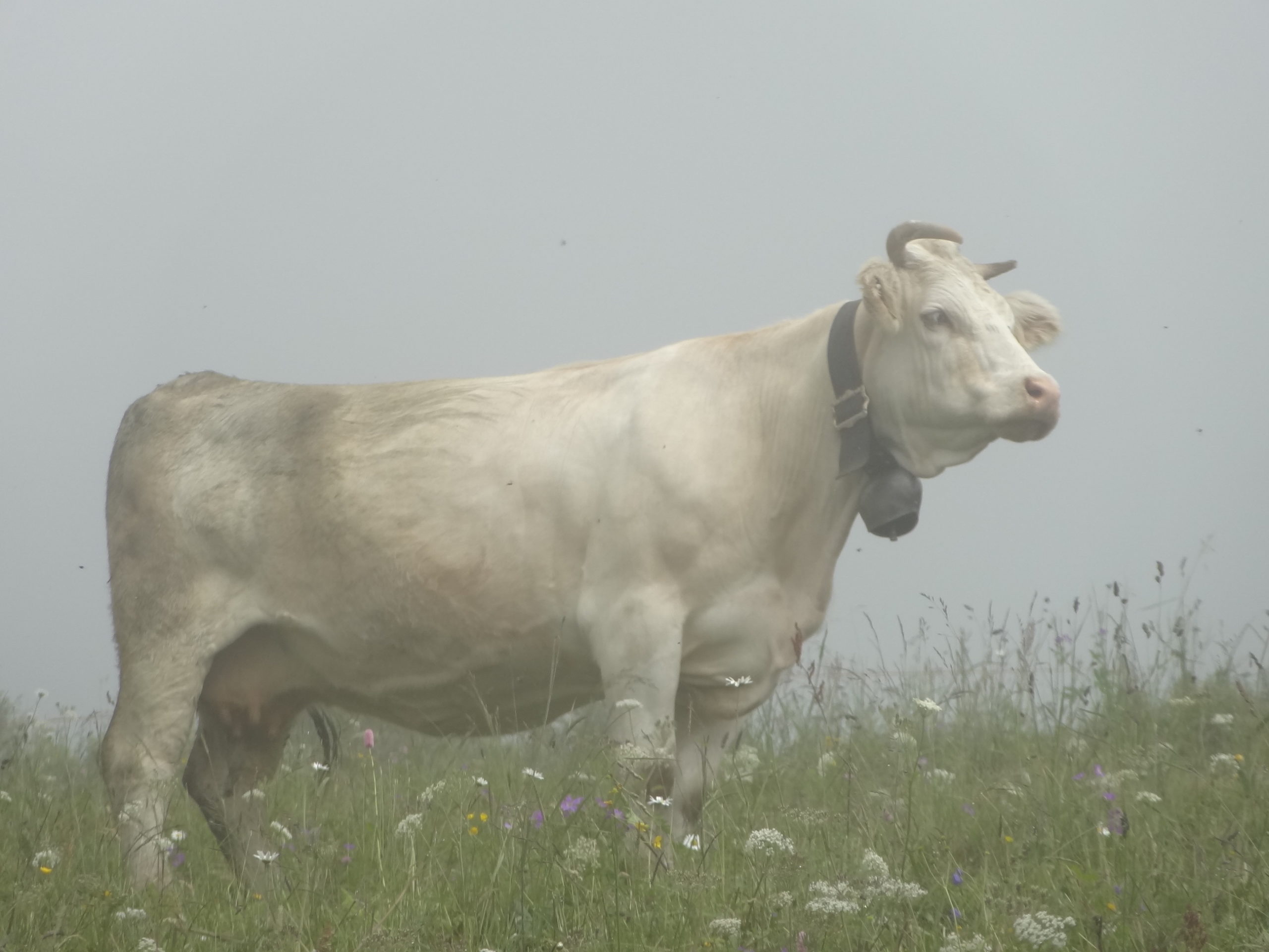 Vaches Champoussin | Catherine Gaillard-Sarron